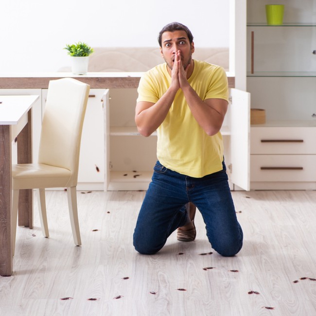 10 Effective Ways to Get Rid of Cockroaches at Homes Forever in 2024