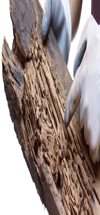 How to Get Rid of Termites Naturally - Home Remedies for Termites
