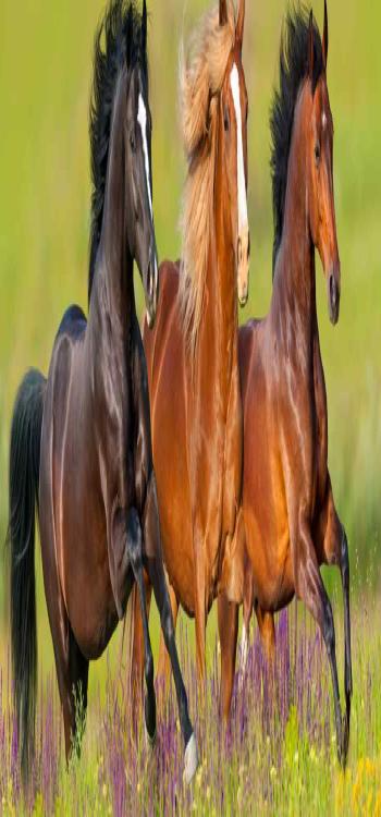 Vastu for Study Room - Tips, Colour, Direction, Size, Painting, Plants ...