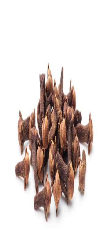 10 Effective Ways to Get Rid of Houseflies at Home Naturally and Safely