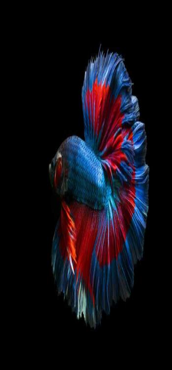 Types of Vastu Fishes Your Home Must include