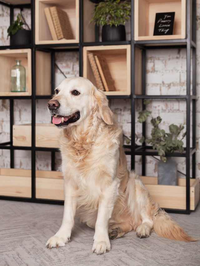 Give Your Furry Friends The Best of Homes - The NoBroker Times