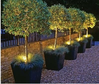 Illuminate Your Garden with Garden Lighting Ideas