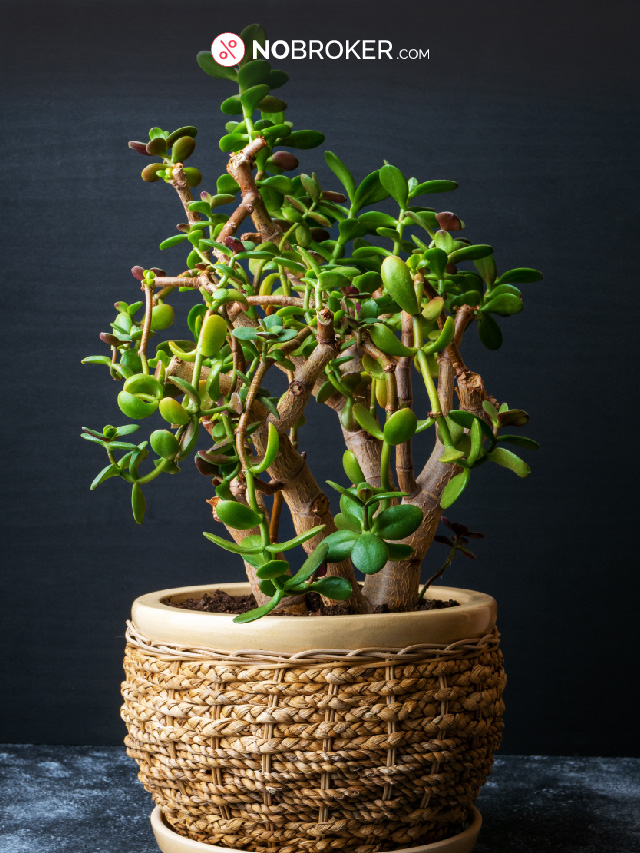 Lucky Plants for Your Home: Bringing Positive Energy Indoors - The ...