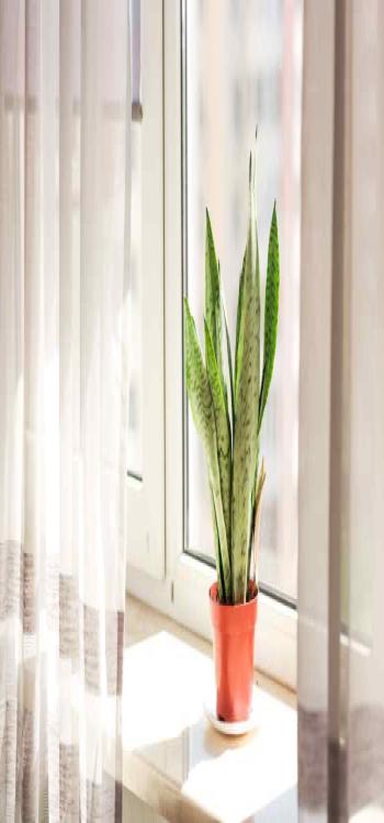 Snake Plant Vastu Tips: Location, Benefits and How to Take care